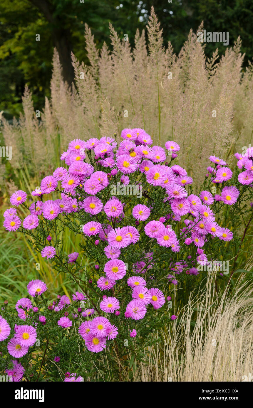 Plants perennials aster hi-res stock photography and images - Alamy