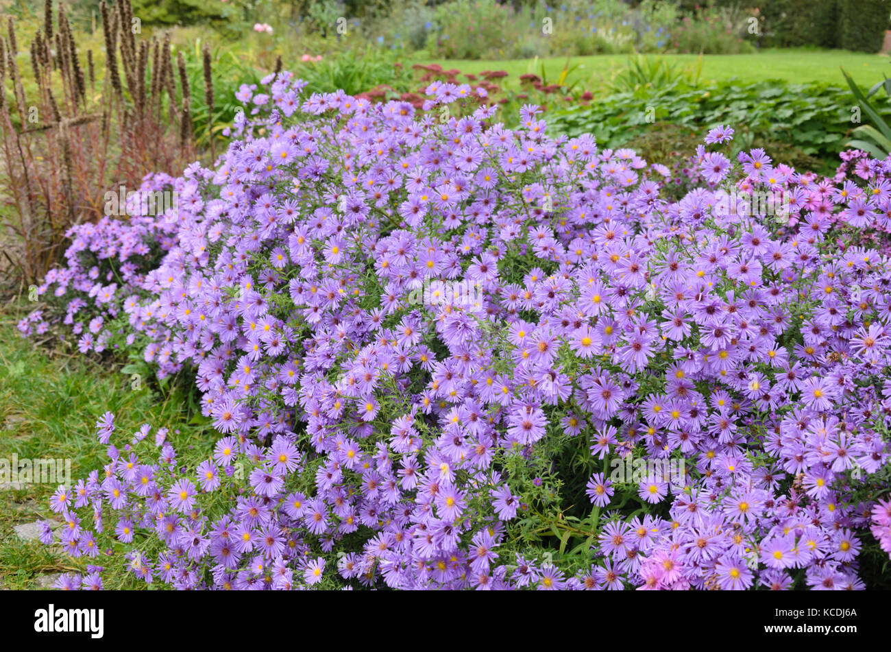 Asters (Aster) in an autumnal garden Stock Photo - Alamy