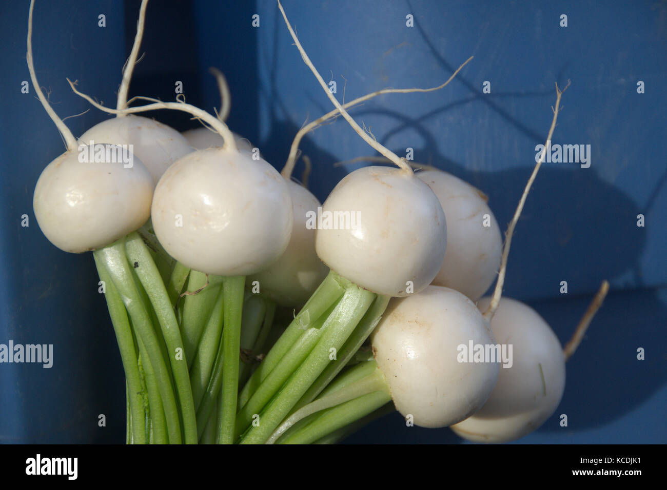 Turnips White Roots Bunch Farmers Market Fresh Organic Vegetables Stock ...