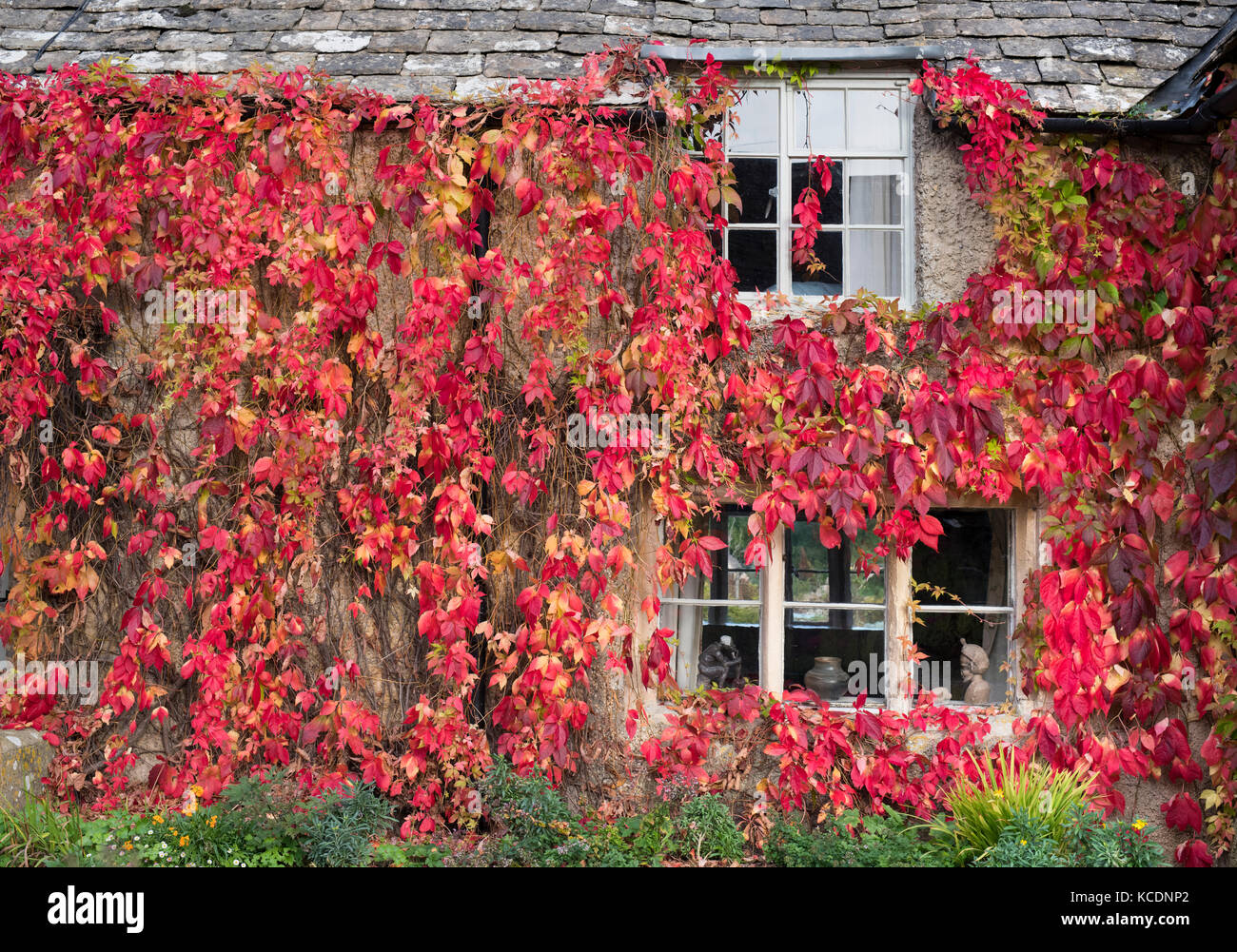 Parthenocissus quinquefolia.Virginia creeper / American ivy covering a ...