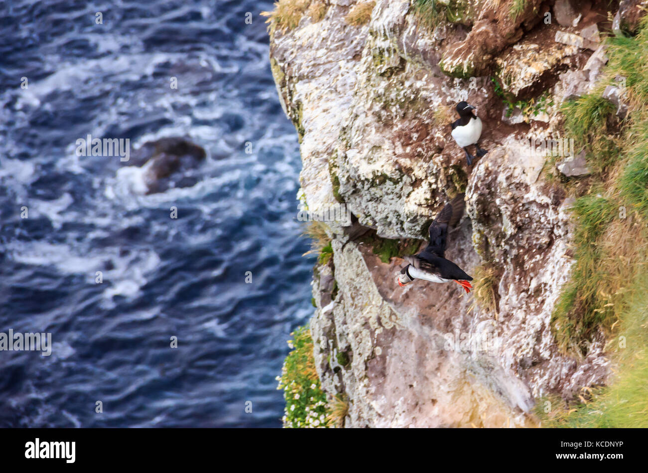 Puffin jumping hi-res stock photography and images - Alamy