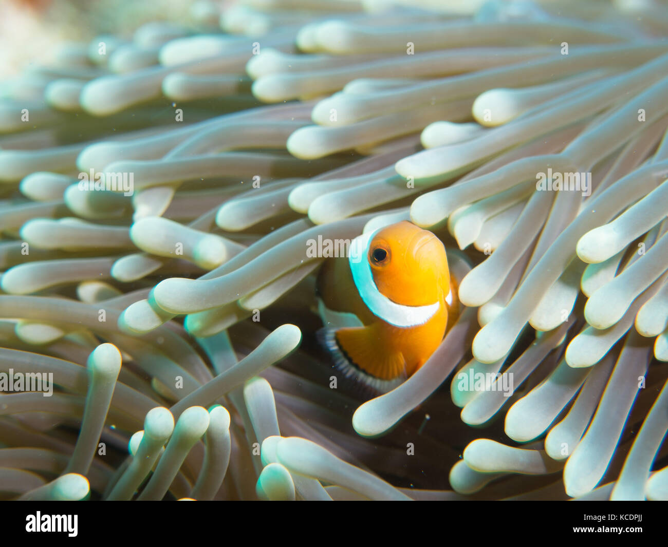 Clown fish looking at the camera in a sea anemone on a coral reef Stock ...