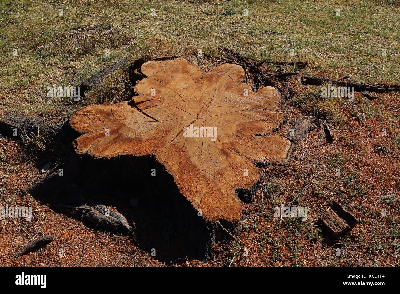 The remaining stump of a large tree that has been cut down in landscape ...