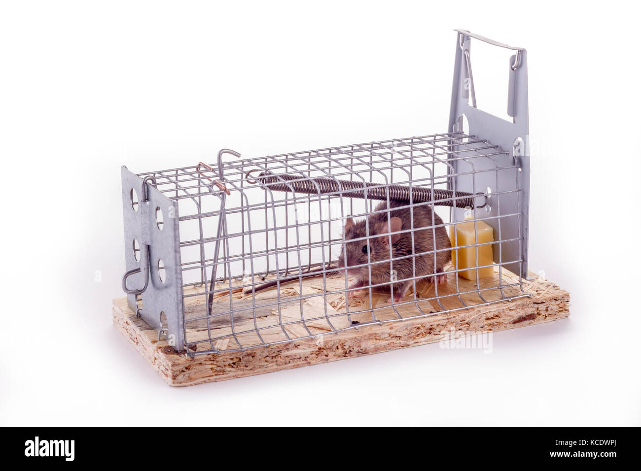 Mouse caught in a live trap on white background - picture taken right ...