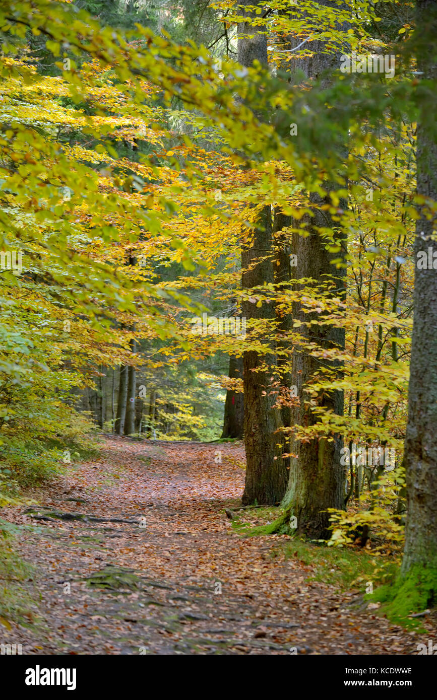Pathway in the autumn forest Stock Photo - Alamy