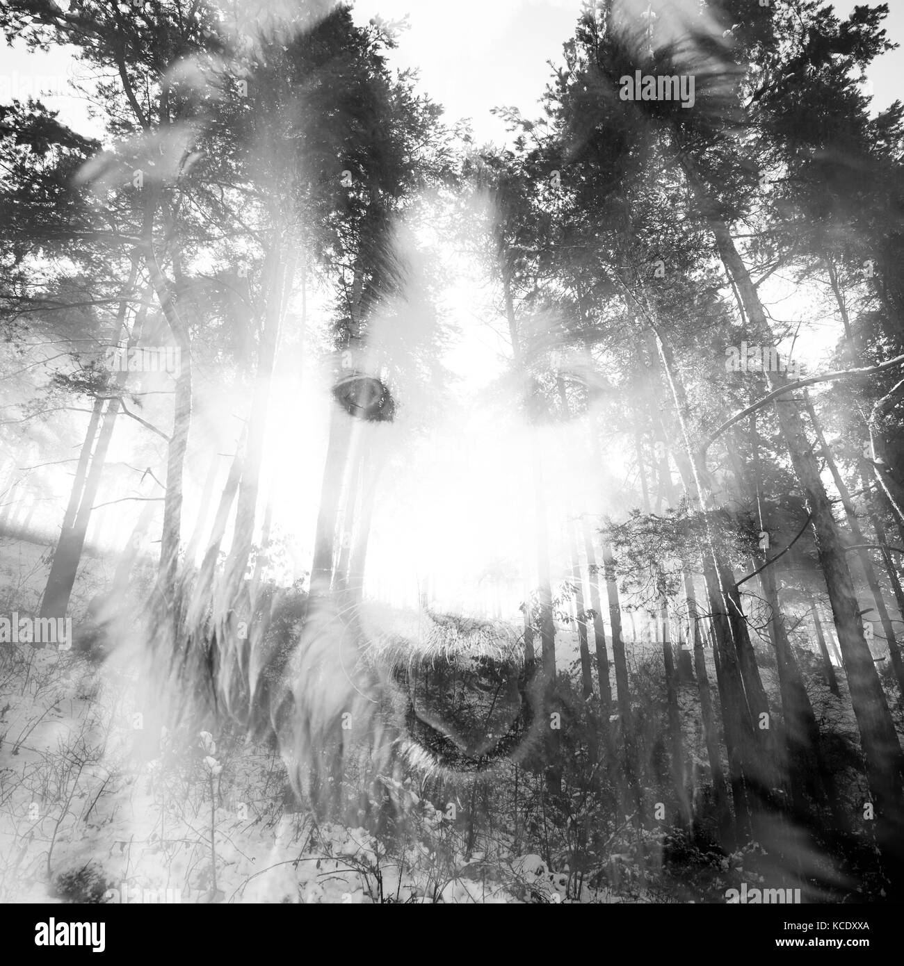 Midnight horror tree Black and White Stock Photos & Images - Alamy