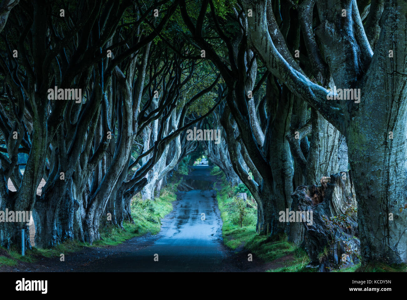 The Dark Hedges in Northen Ireland Stock Photo - Alamy
