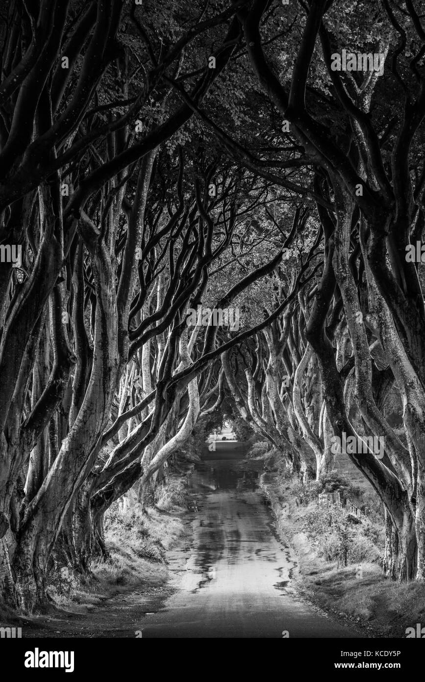 The Dark Hedges in Northen Ireland Stock Photo - Alamy