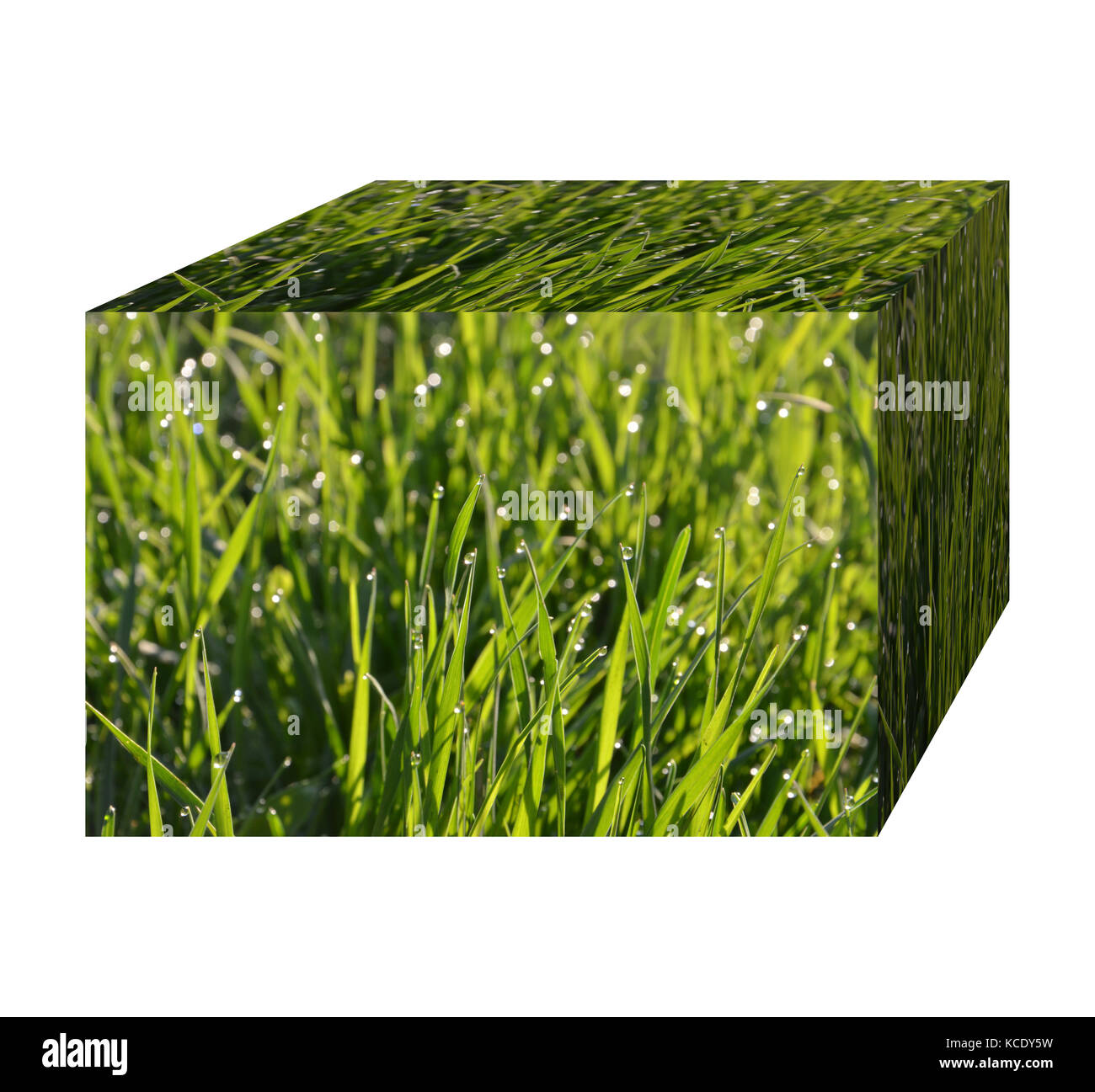 Fresh grass in forest Cut Out Stock Images & Pictures - Alamy