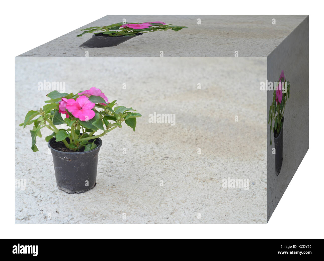 Pink geranium in terracotta pot hi-res stock photography and images - Alamy