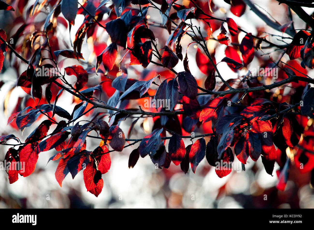 Red and Orange Autumn on the tree over the sunset Stock Photo - Alamy