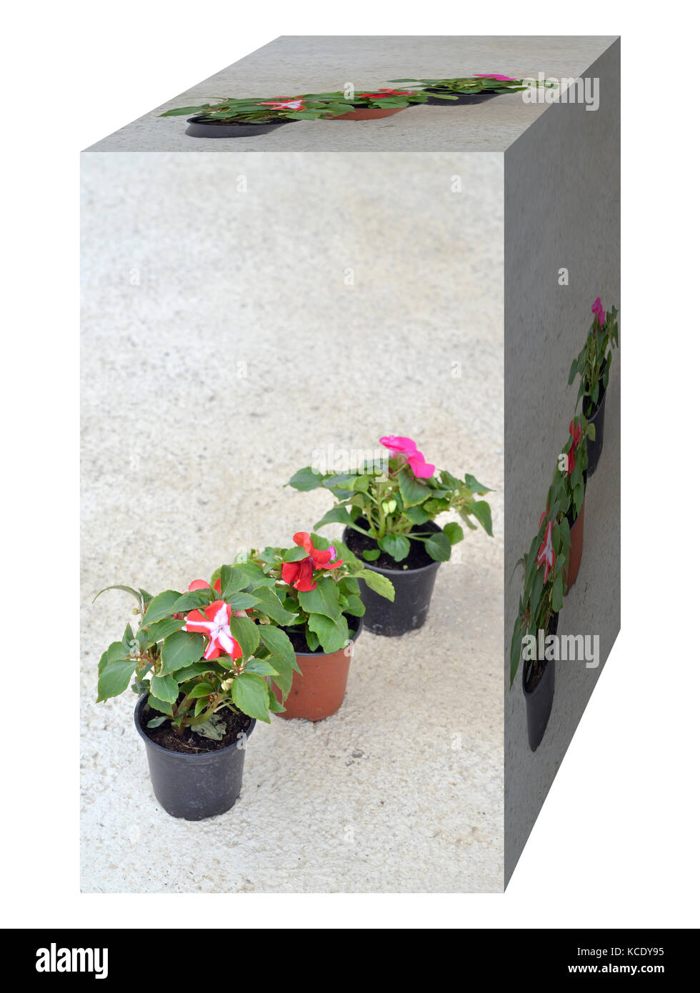 Pink geranium in terracotta pot hi-res stock photography and images - Alamy