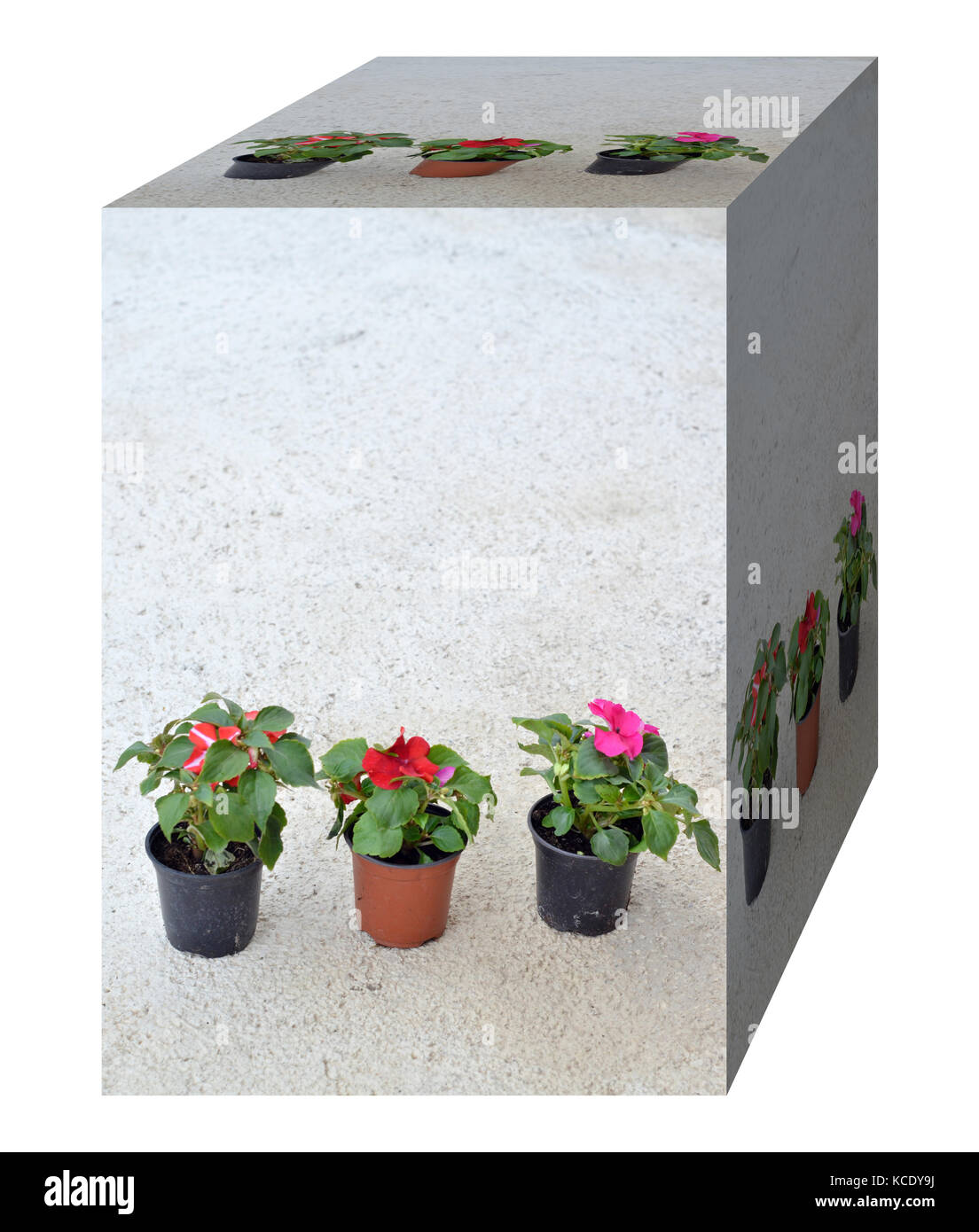 Pink geranium in terracotta pot hi-res stock photography and images - Alamy