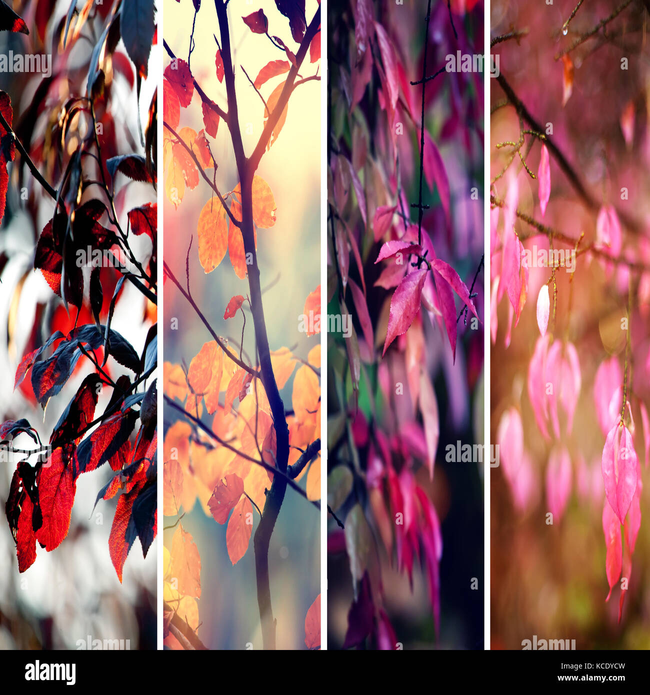 Collage with colorful autumn leaves and tree branches Stock Photo - Alamy