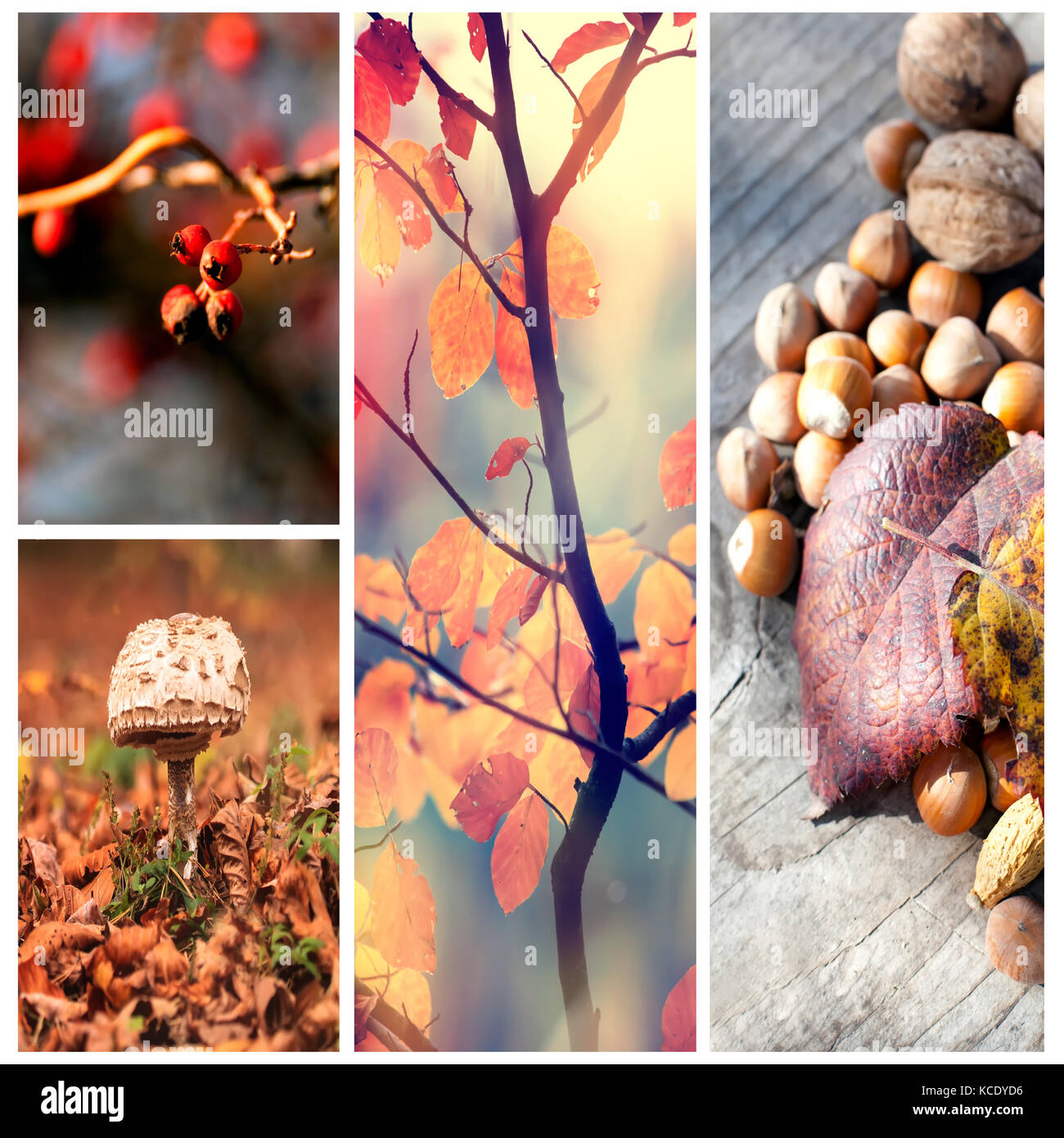 Collage with colorful autumn leaves, tree branches, mushroom and nuts ...