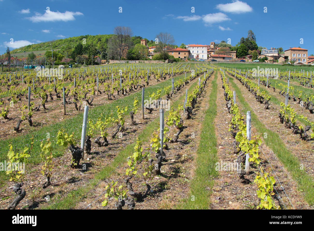 Beaujolais landscape hi-res stock photography and images - Alamy