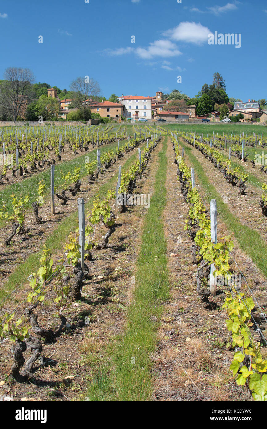 Beaujolais landscape hi-res stock photography and images - Alamy