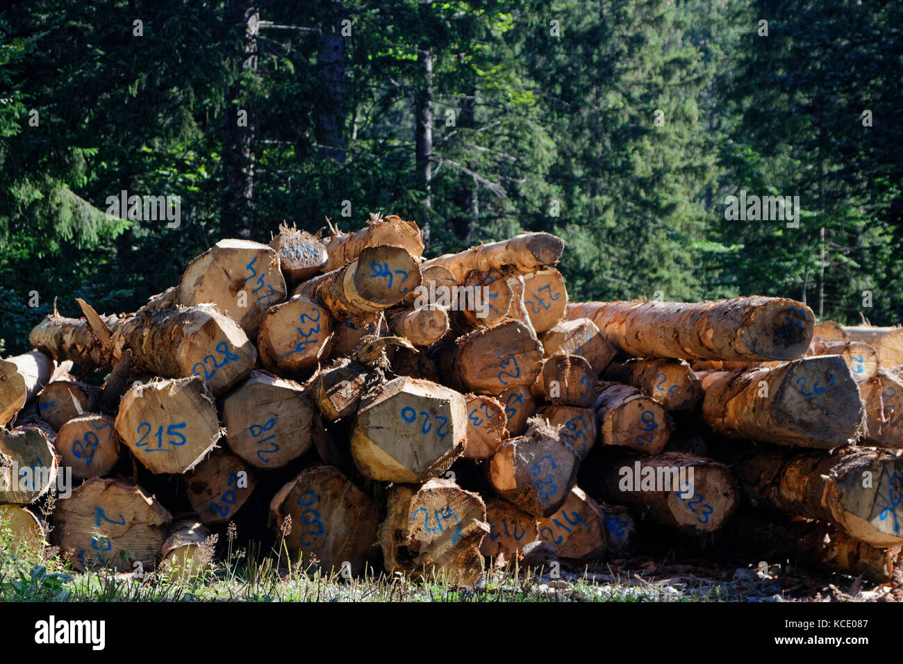 Timber in the woods Stock Photo - Alamy