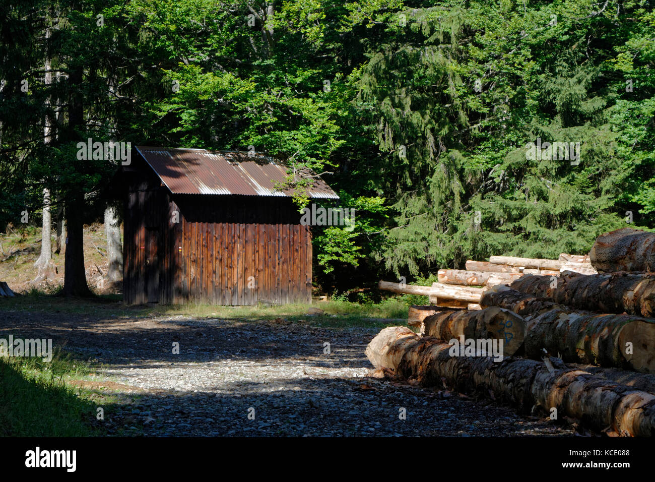 Timber in the woods Stock Photo - Alamy