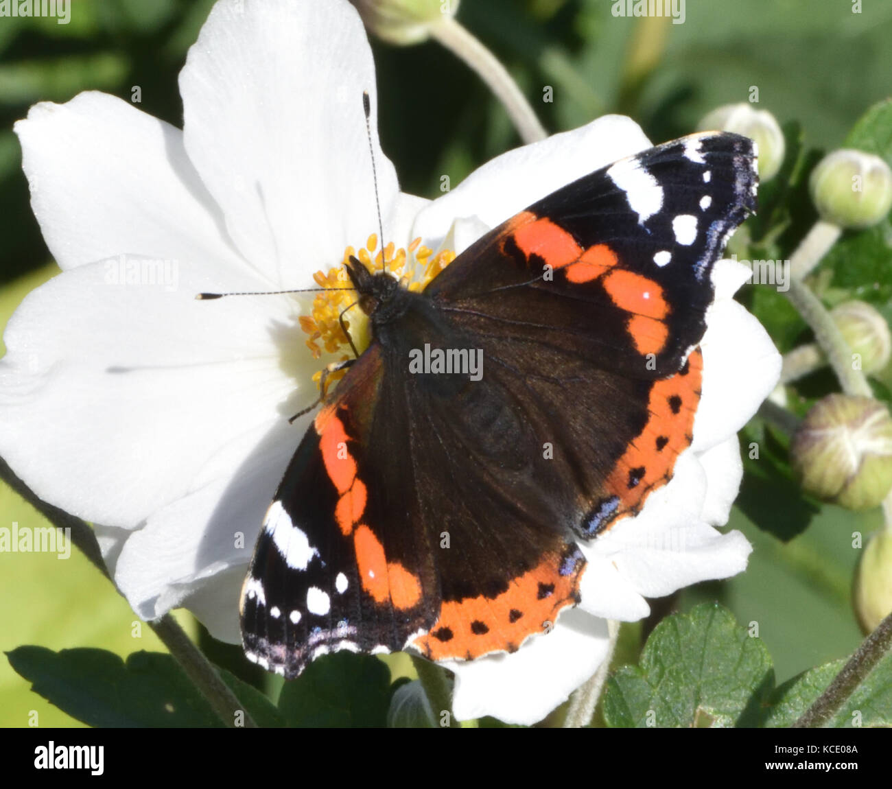A red admiral butterfly (Vanessa atalanta) on a white flower with open ...