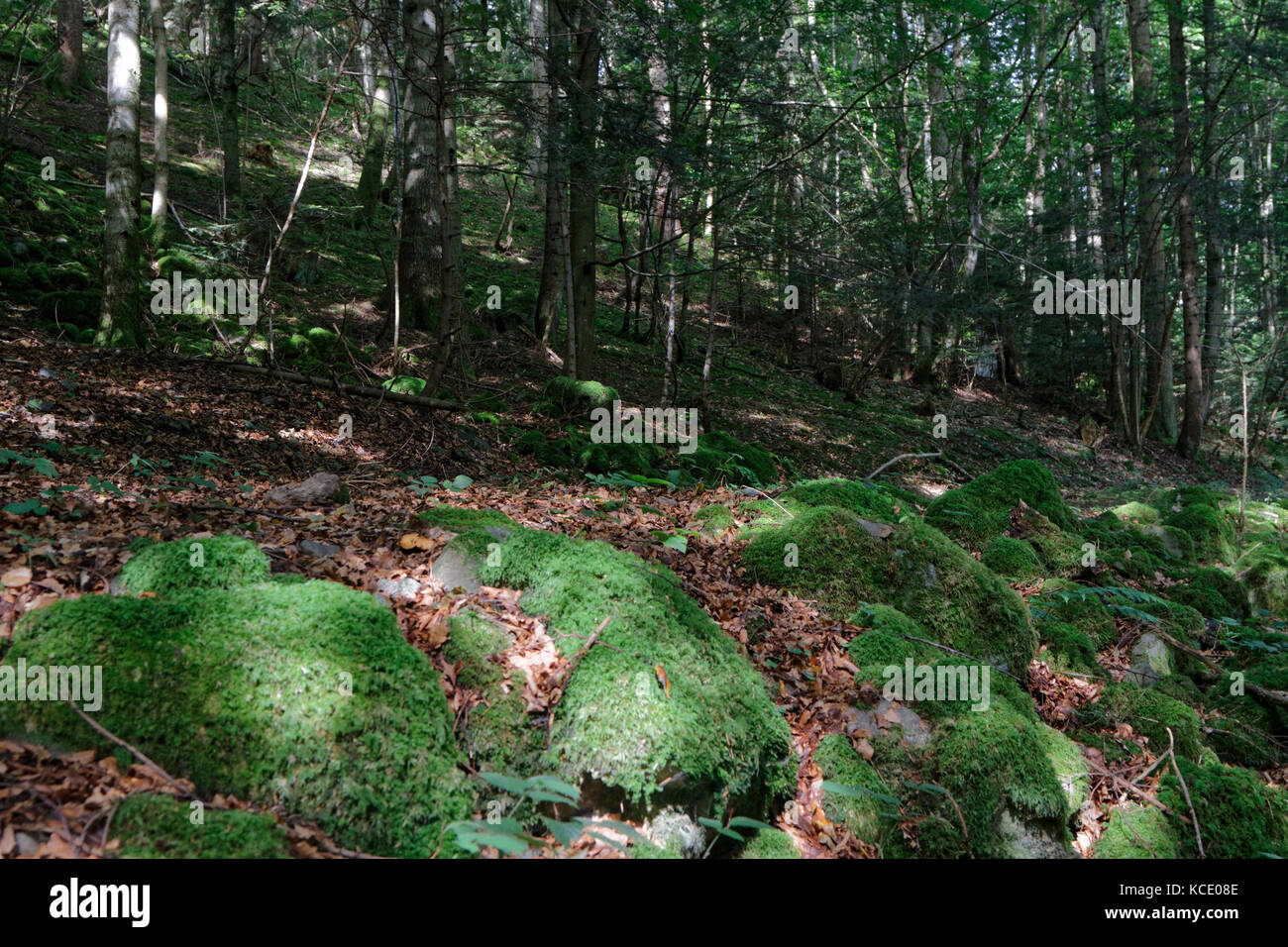 Foam on the rocks and a path in the forest Stock Photo - Alamy