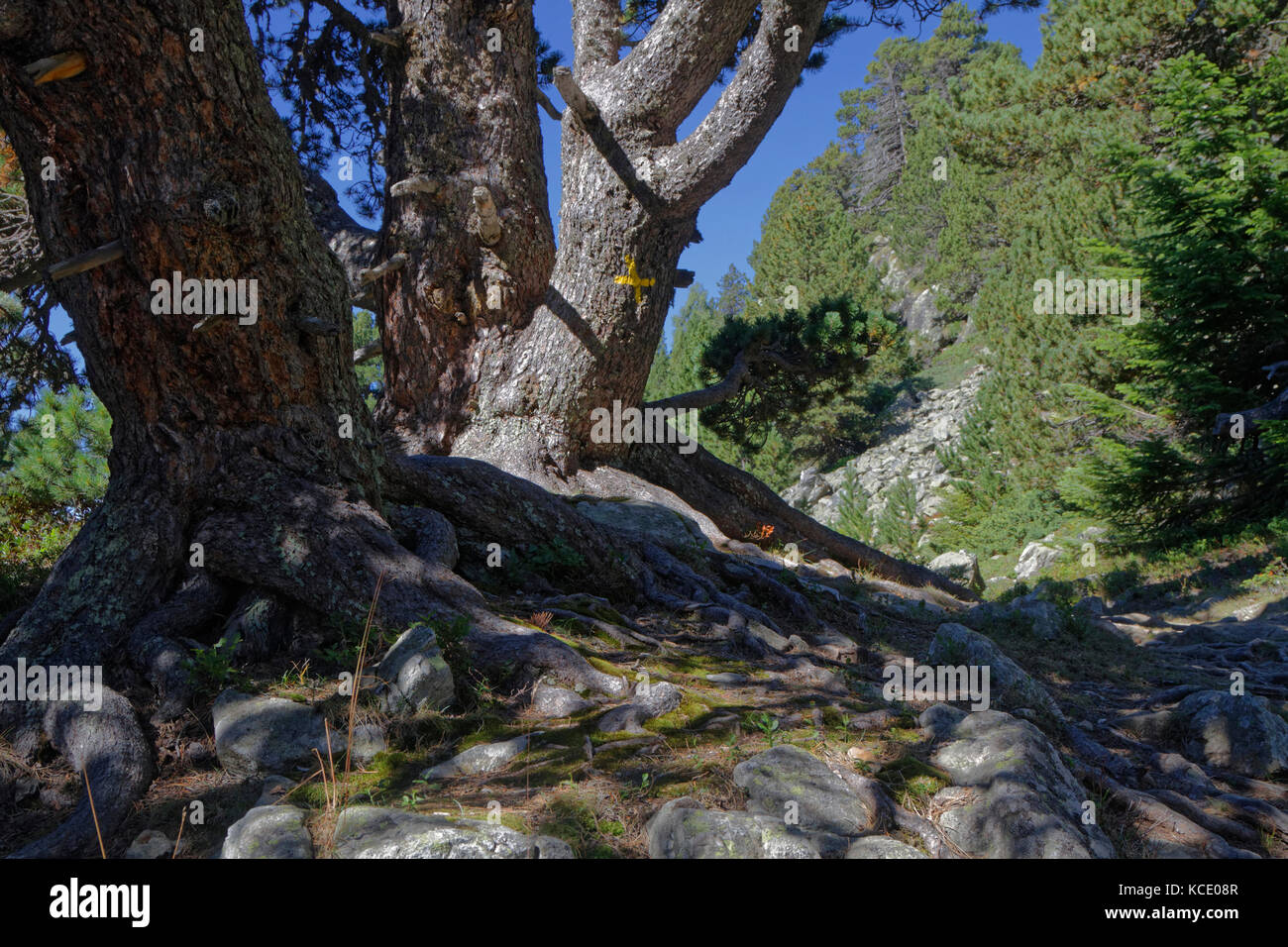 Path through the trees Stock Photo - Alamy