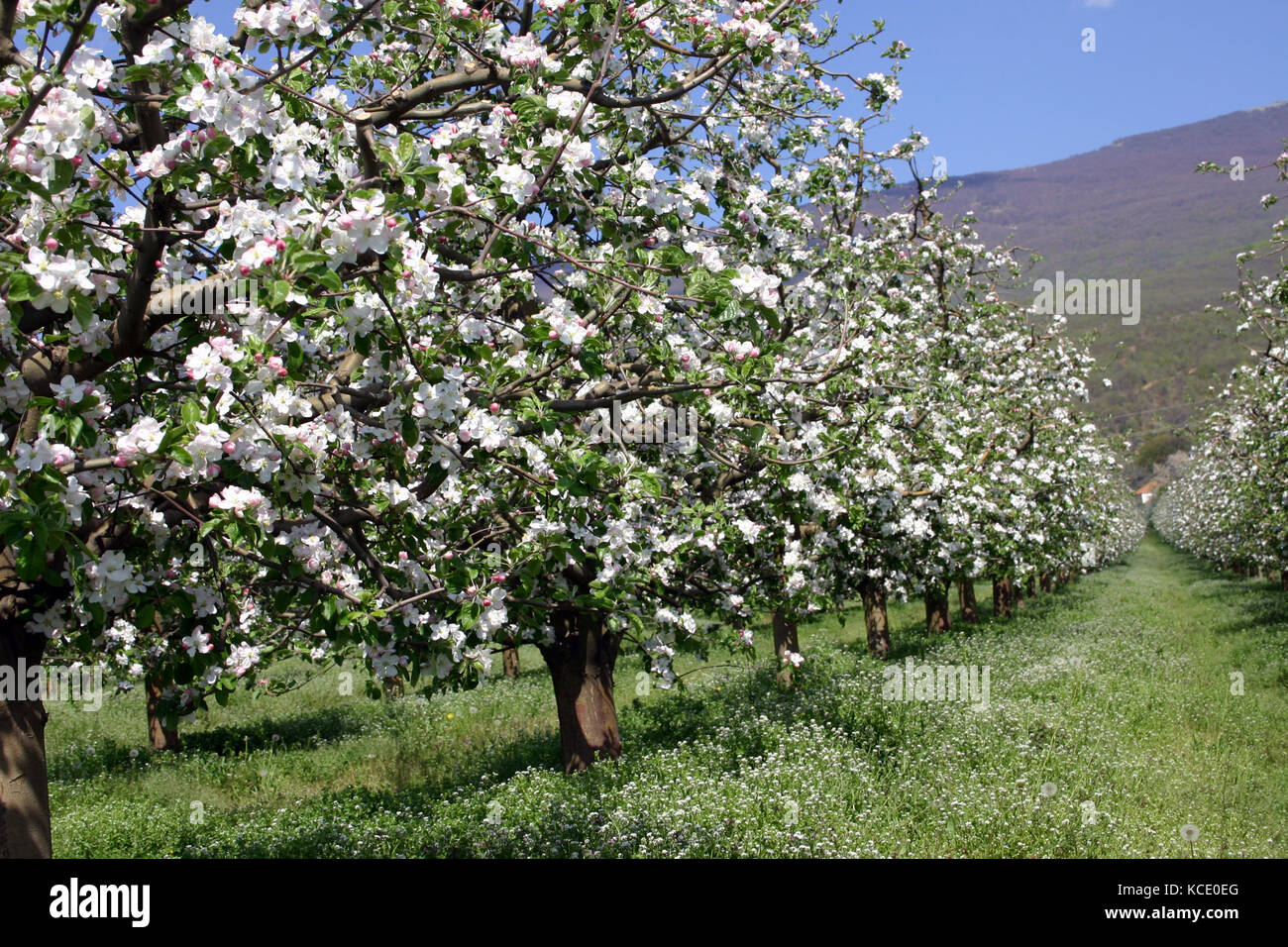 Picture of a Spring in orchard, blooming apple trees Stock Photo - Alamy