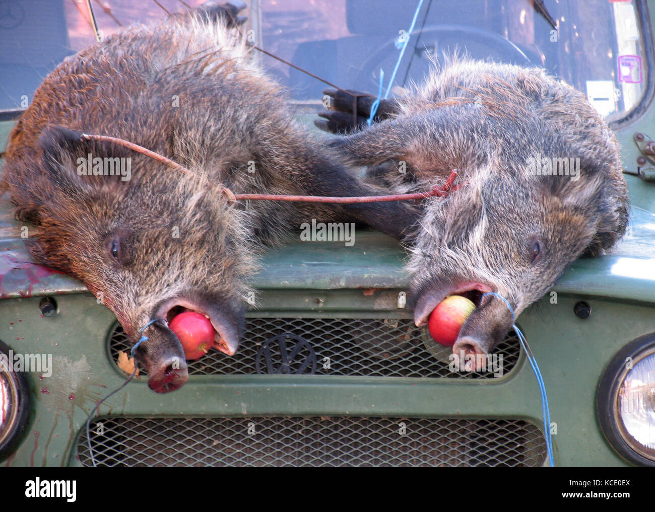 Dead wild boars hi-res stock photography and images - Alamy