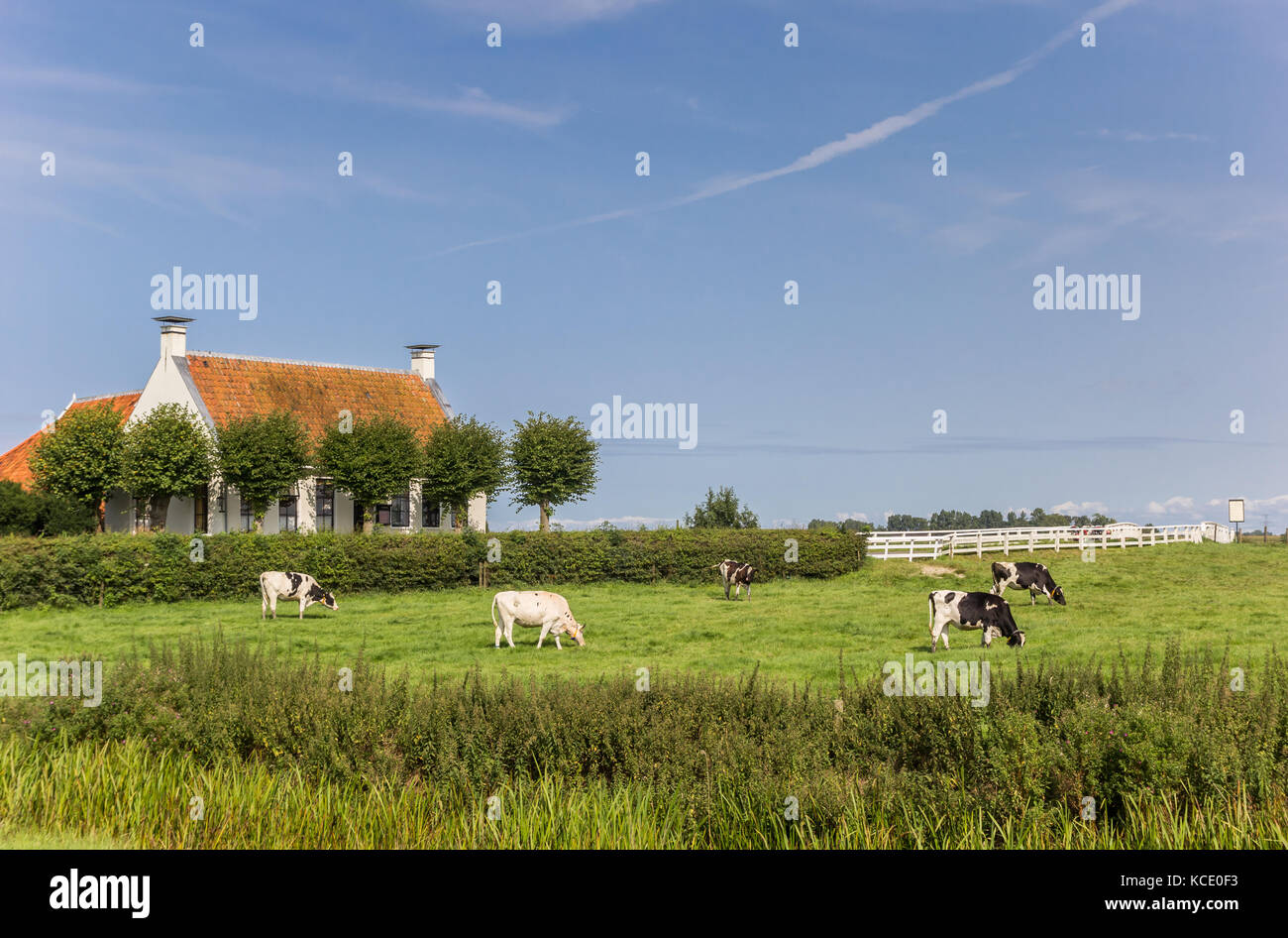 Old house and cows hi-res stock photography and images - Alamy