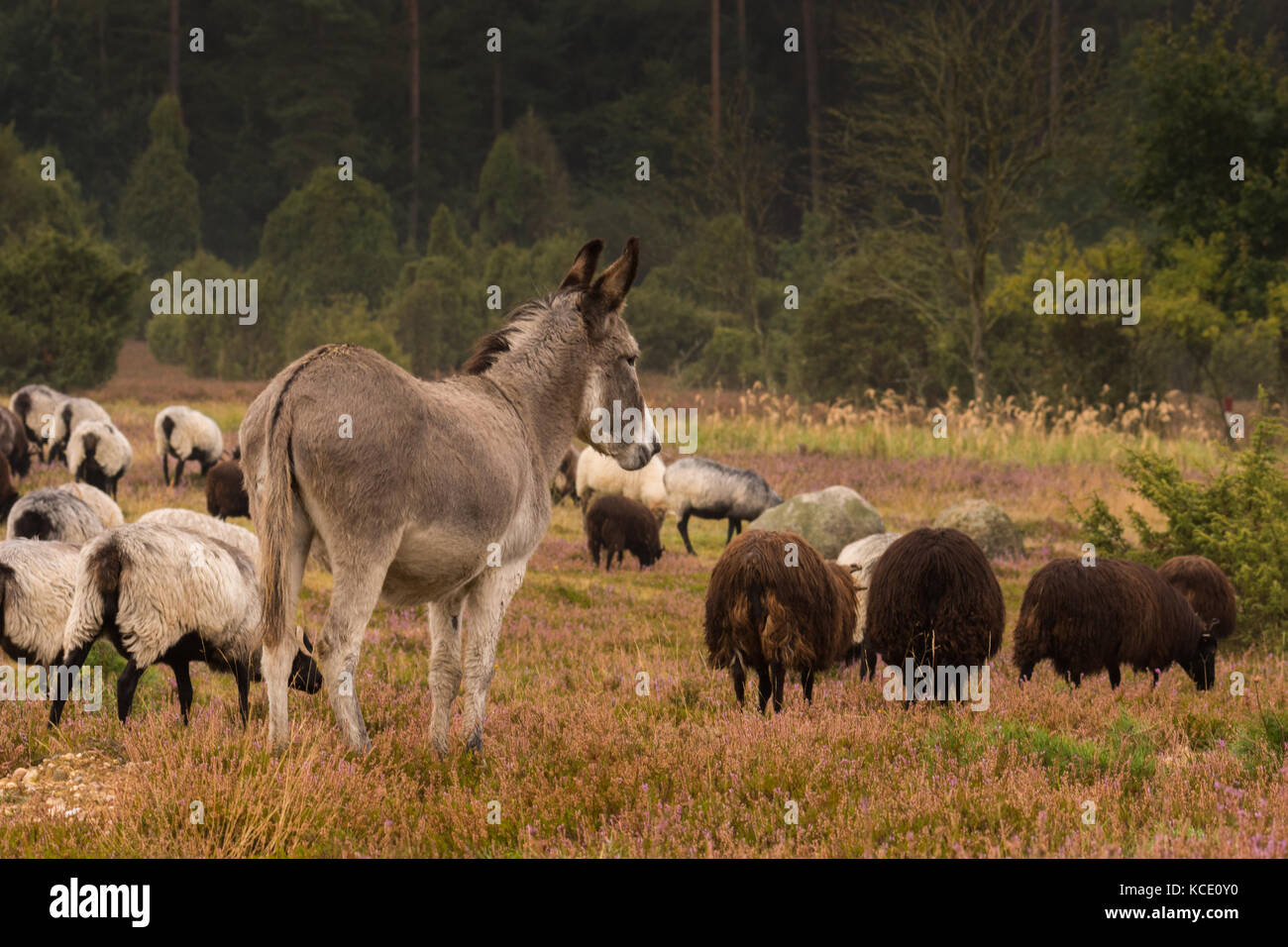 Donkey protects sheep herd from wolf in luneburg heather Stock Photo ...