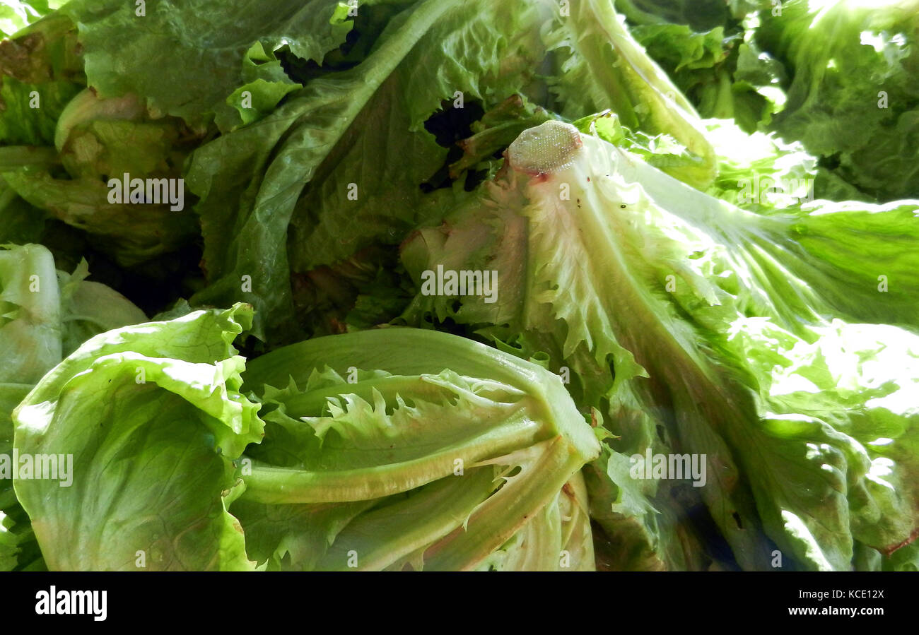 Picture of a fresh Salad leaf. Lettuce in a market Stock Photo - Alamy