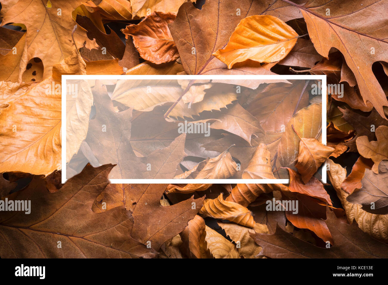 maple autumn leaves foliage top view of creative layout made out of ...