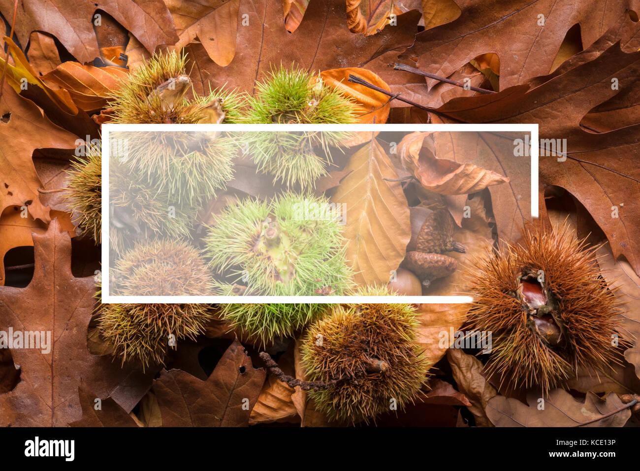 maple autumn leaves foliage top view of creative layout made out of ...