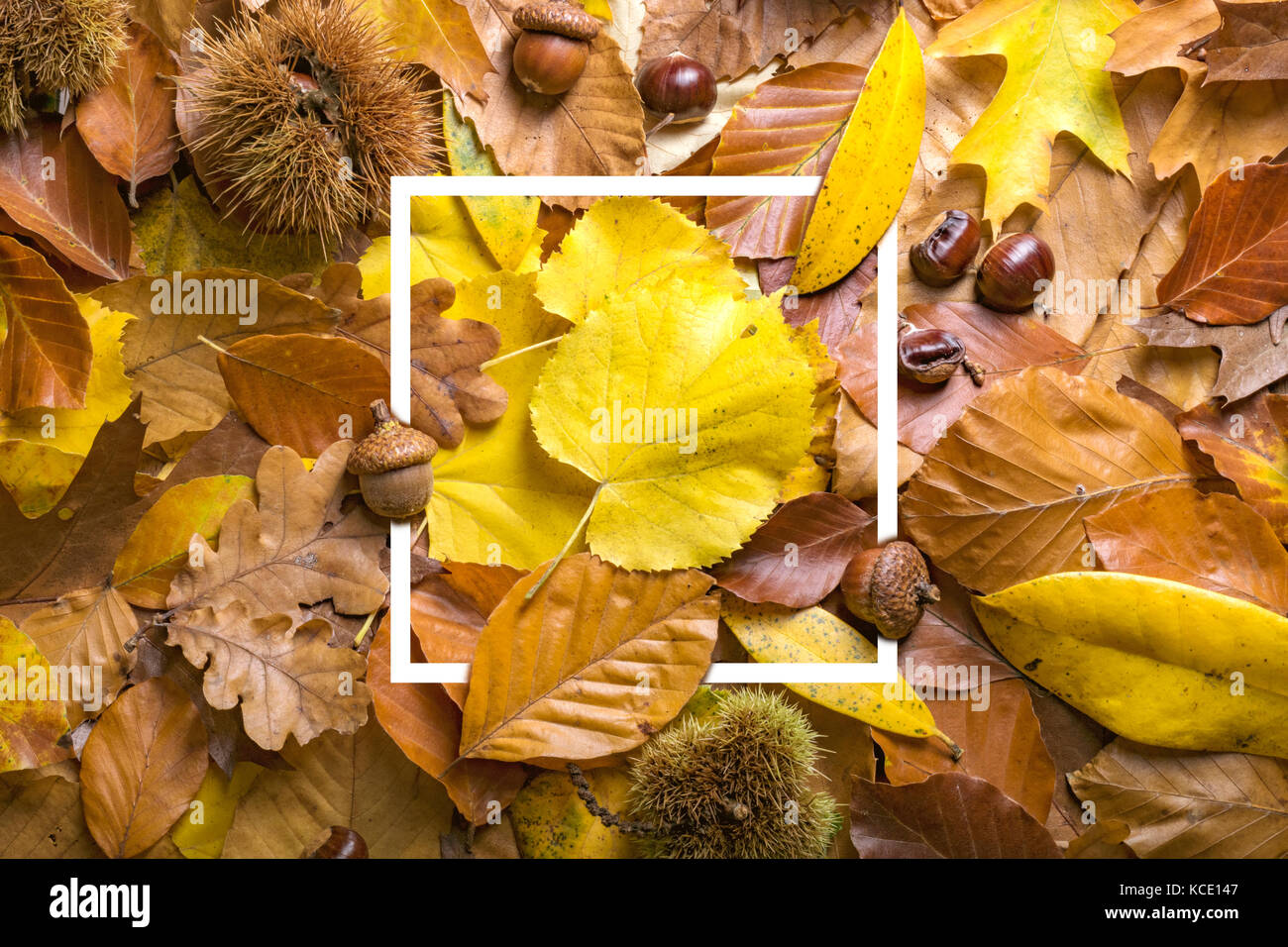 maple autumn leaves foliage top view of creative layout made out of ...