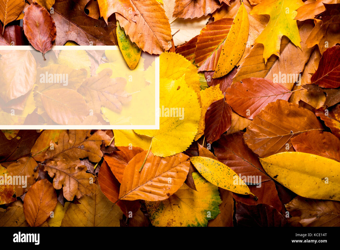 maple autumn leaves foliage top view of creative layout made out of ...