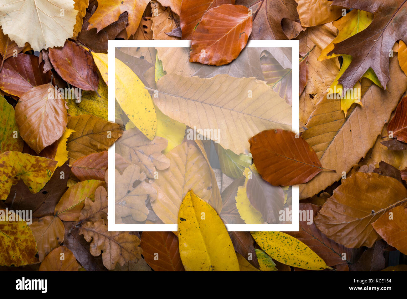 maple autumn leaves foliage top view of creative layout made out of ...