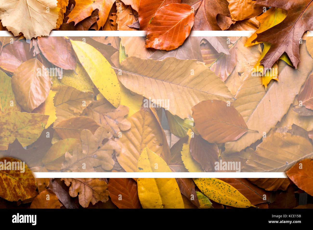 maple autumn leaves foliage top view of creative layout made out of ...