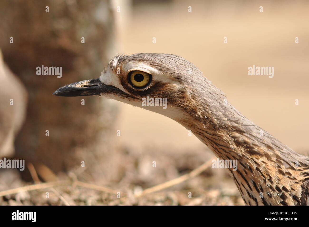 Bush Stone Curlew sitting on its nest, Townsville, Australia, September ...