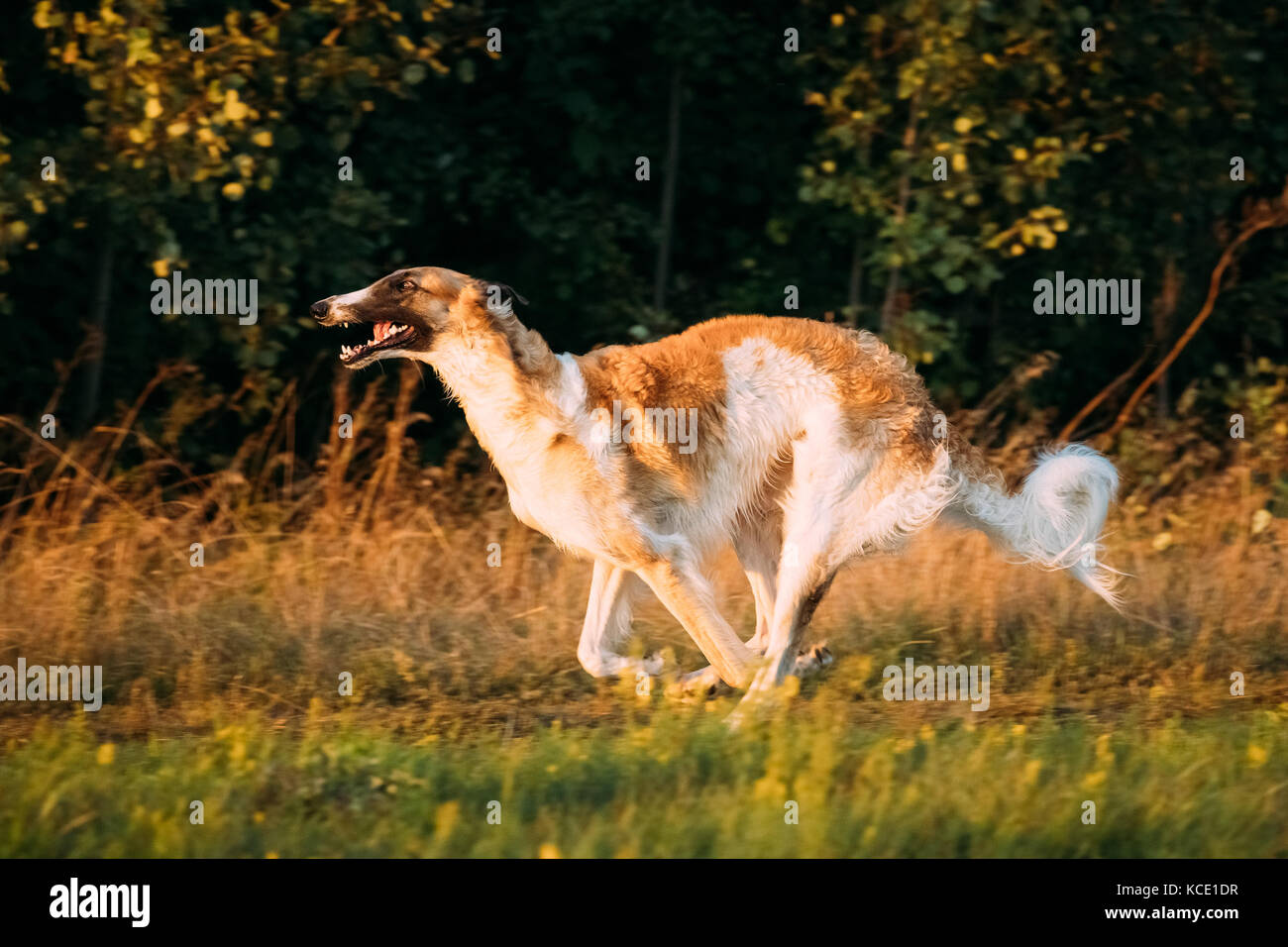 Russian Dog, Borzoi Fast Running In Summer Sunset Sunrise Meadow Or ...