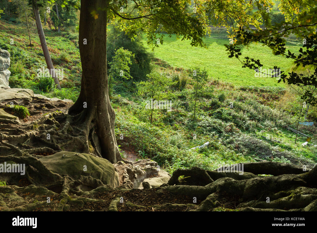Autumn afternoon at Harrison's Rocks in East Sussex, England Stock ...