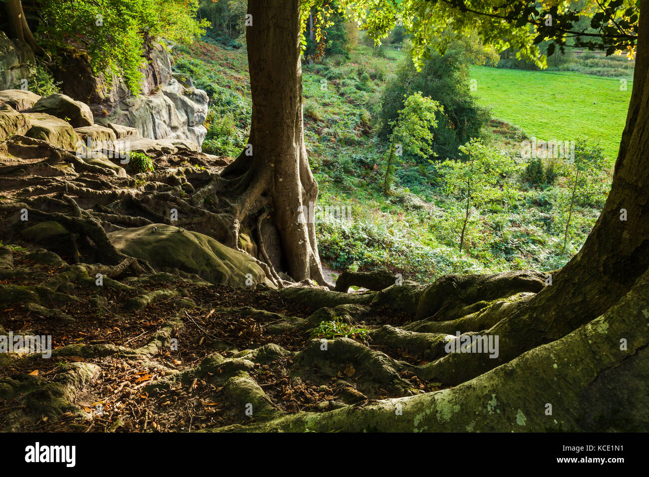 Autumn afternoon at Harrison's Rocks in East Sussex, England Stock ...