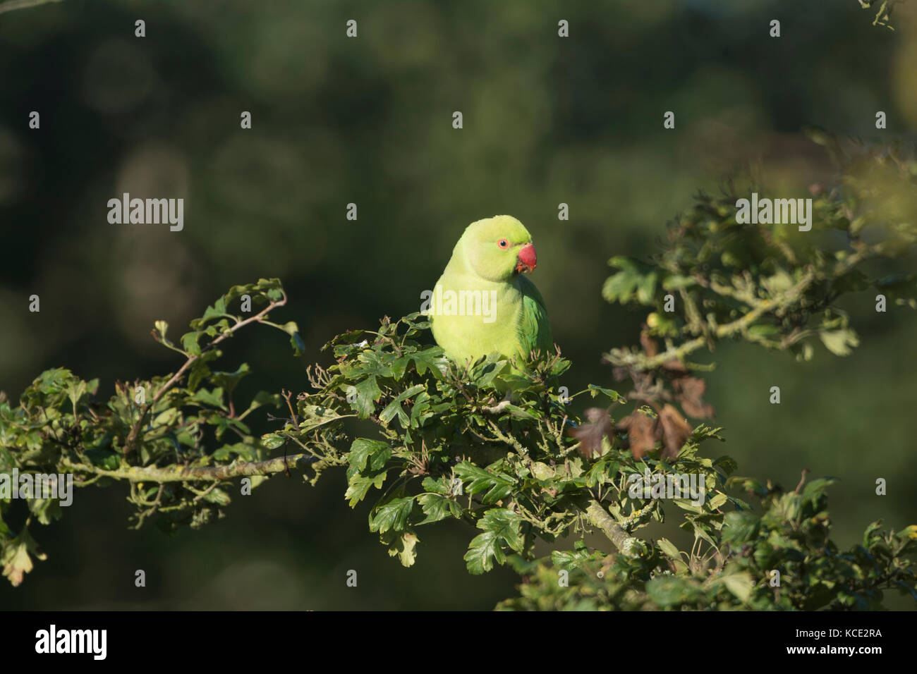 Richmond park bird hi-res stock photography and images - Alamy