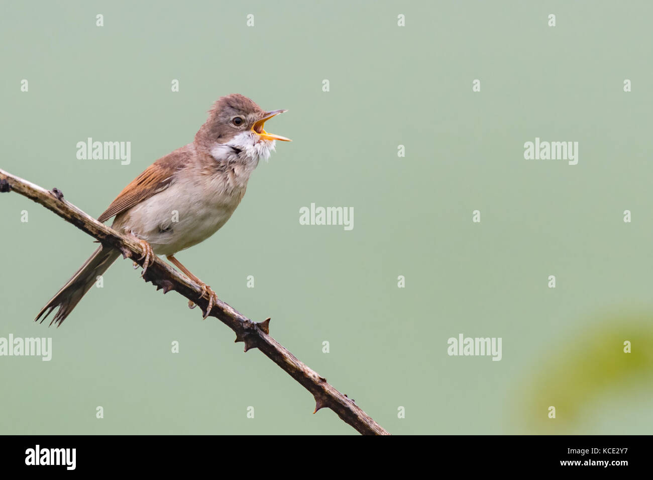 Bramble bird hi-res stock photography and images - Alamy