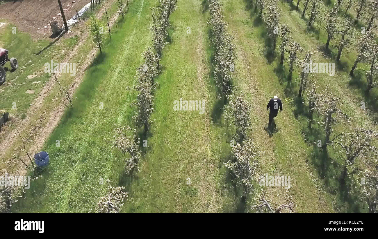 image of an blossoming apple orchard in spring, aerial view Stock Photo ...