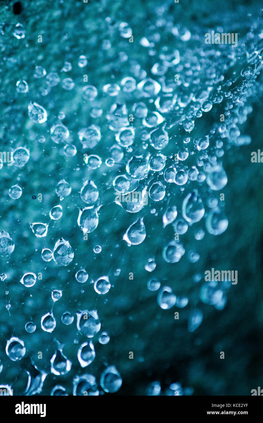 Water drops on spider web Stock Photo - Alamy