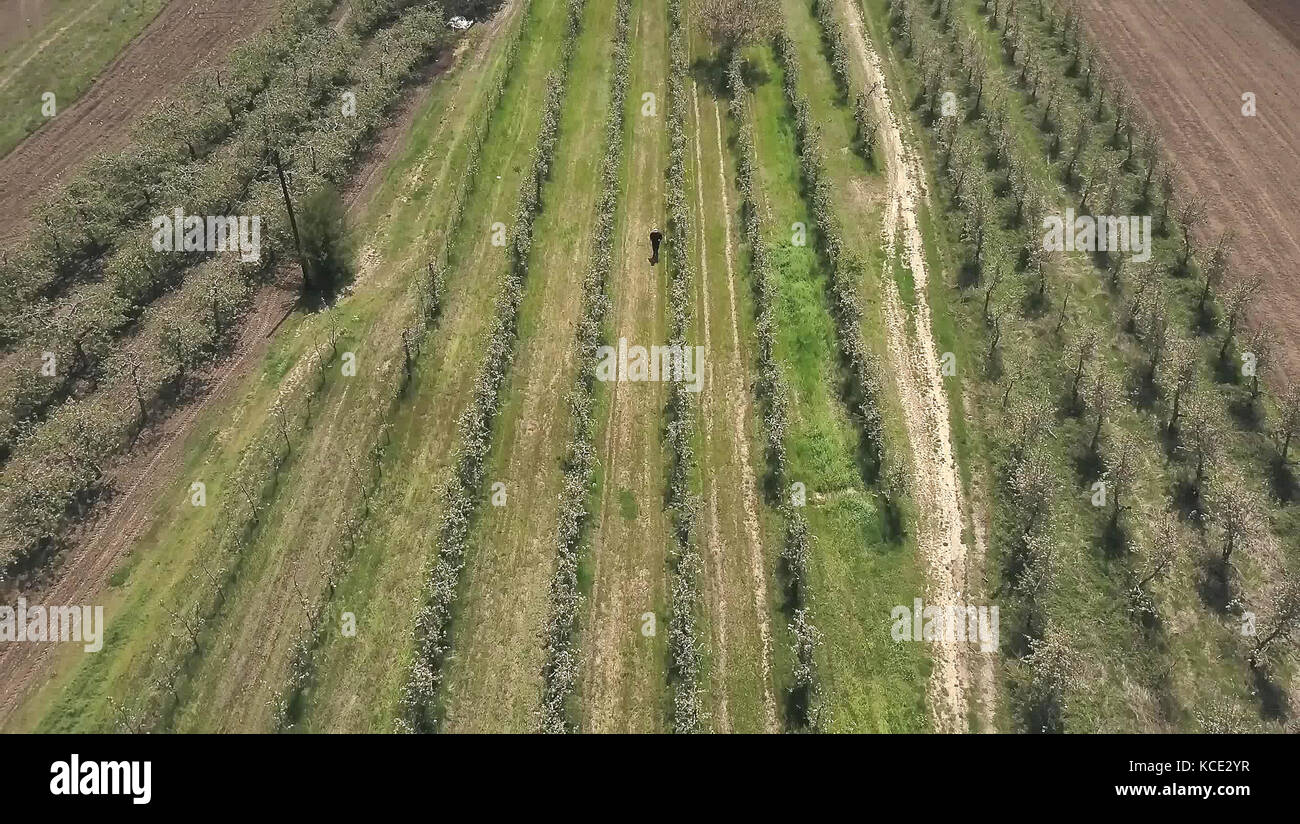 Aerial view blooming apple garden hi-res stock photography and images ...