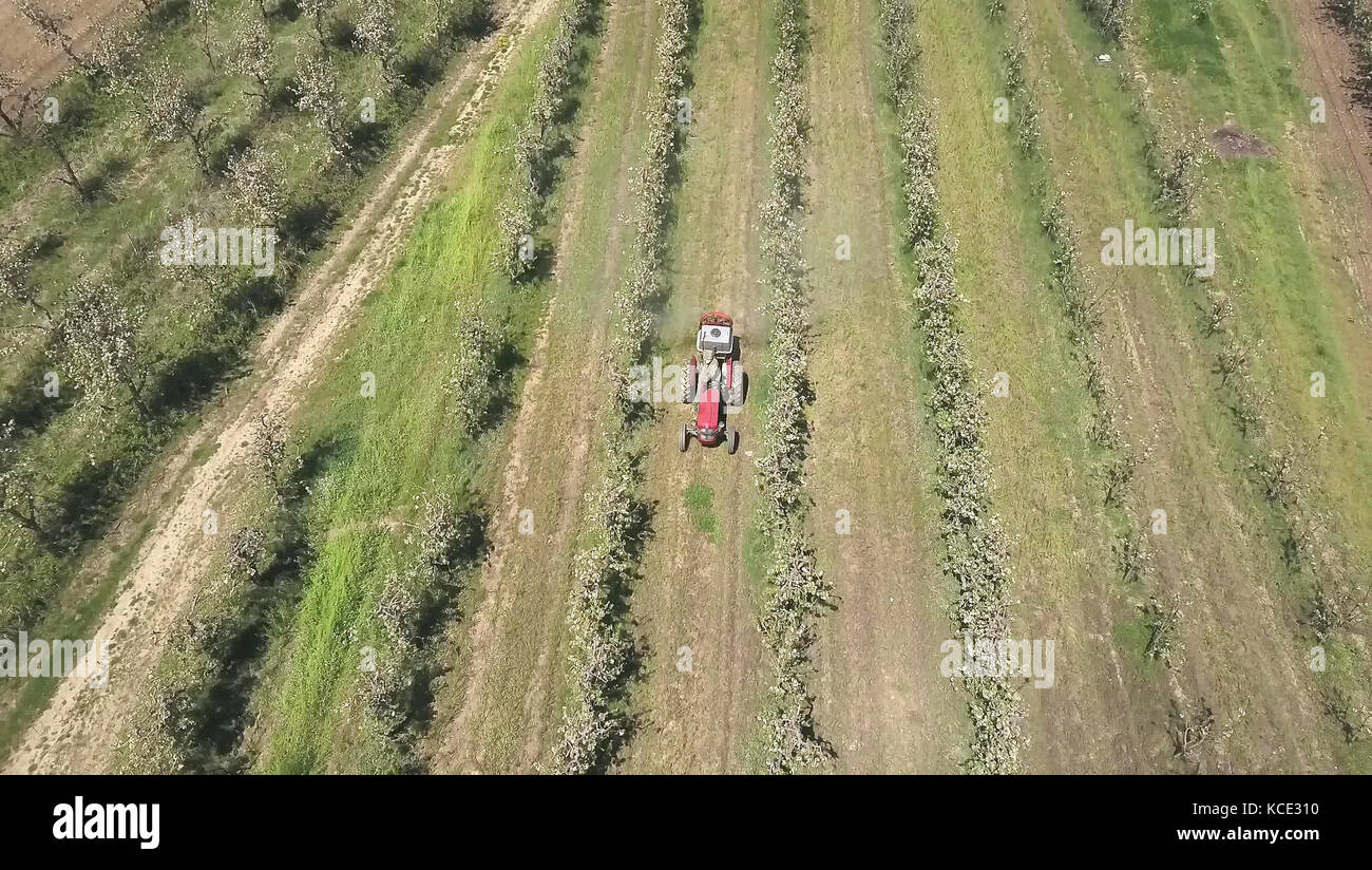 image of an blossoming apple orchard in spring, aerial view Stock Photo ...