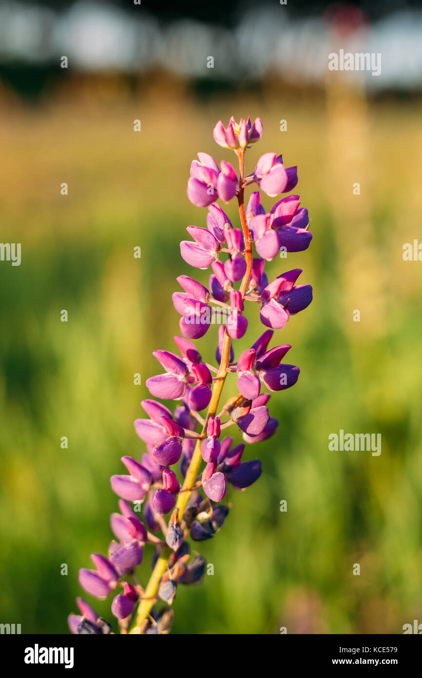Wild Flowers Lupine In Summer Field Meadow At Sunset Sunrise. Close Up ...