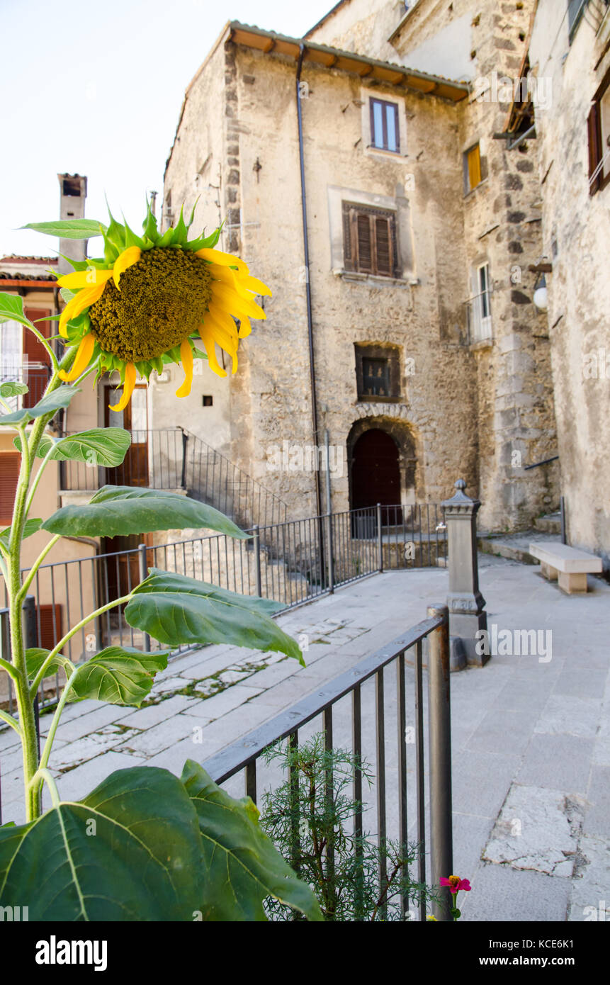 Sunflower in a square of an ancient Italian village Stock Photo - Alamy
