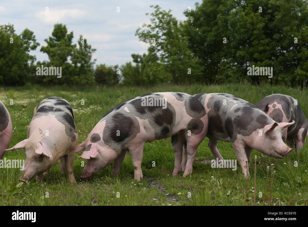 Group photo of young pigs on green grass near the farm Stock Photo - Alamy